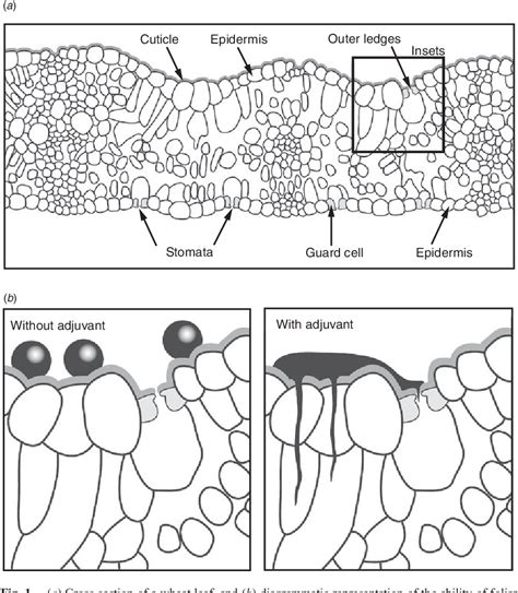 Figure 1 From Potential For Foliar Phosphorus Fertilisation Of Dryland