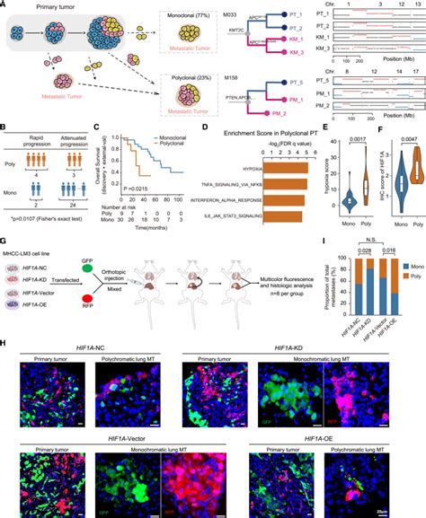 Integrated Multi Omics Profiling To Dissect The Spatiotemporal Evolution Of Metastatic