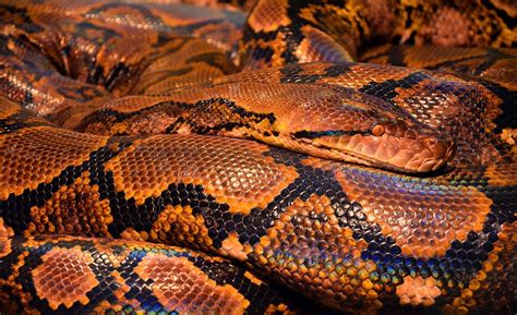 Python Snake Characteristics Types Of Pythons And Care