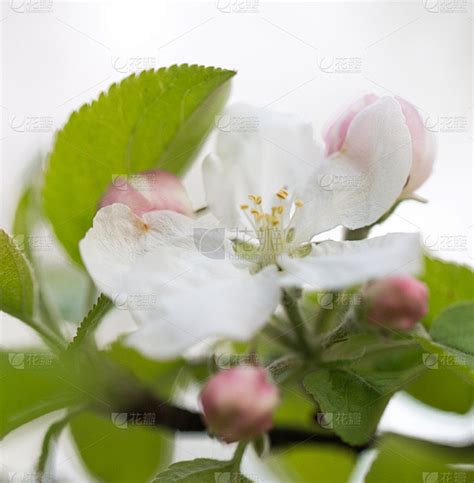 树枝上美丽的花朵