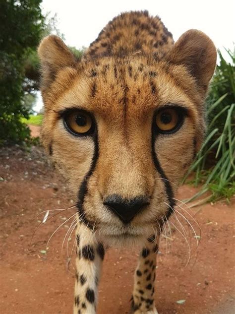 Simple Cheetah Life Cycle Anglea Gorham
