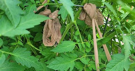 Stupid Sexy Tomato Plants Album On Imgur