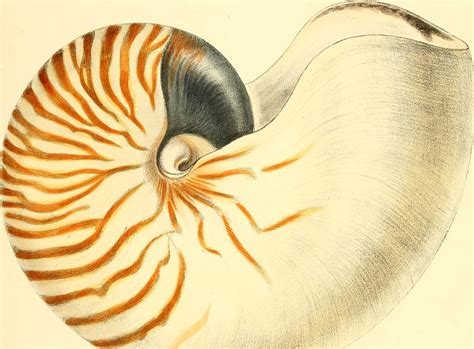Nautilus Shell Behold The Beauty And Natures Math Marine Café Blog
