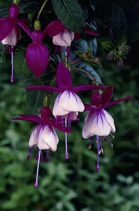 50 Fuchsia Flower Seeds Fw95226 4 Etsy
