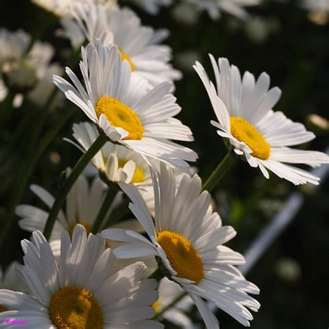 木春菊 Argyranthemum Frutescens マーガレットの花言葉は「恋を占う」「誠実」「心に秘めた Flickr