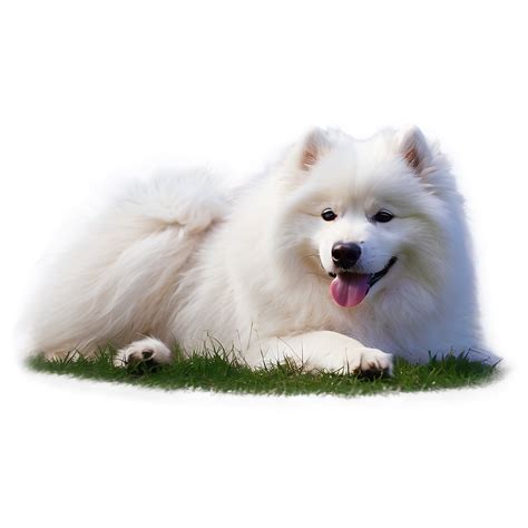 Download Fluffy Samoyed Fun Png Nya