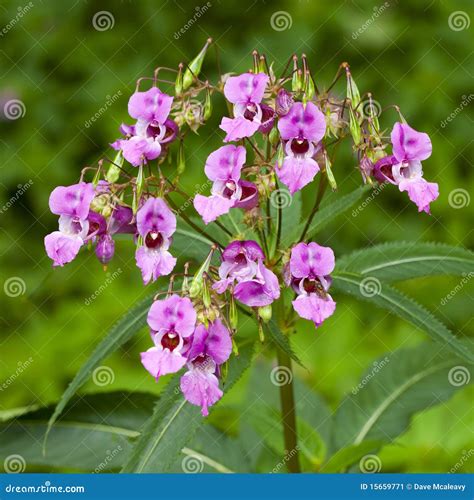 Balsam Stock Image Image Of Plantlife Wildlife Flowers 15659771
