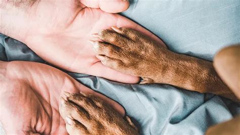 How To Treat Burned Dog Paw Pads In Fl