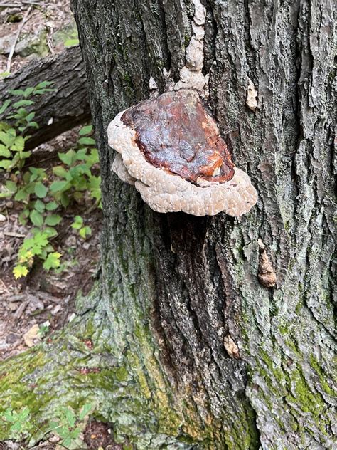 Artists Conk Or A Different Ganoderma R Shroomid