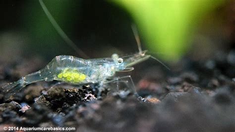 Ghost Shrimp Care Food Lifespan Habitat And Videos Ghost Shrimp