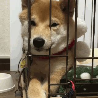 Kotetsu