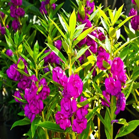 Balsam Purple Flower Seeds Buy Seeds Online At Best Price In India
