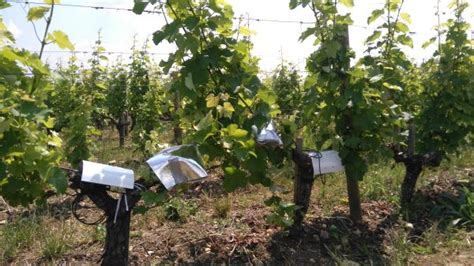 Une étude de la résistance des vignes à la sécheresse permet didentifier les cépages et régions