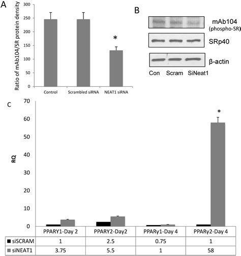 Long Non Coding Rna Neat1 Associates With Srp40 To Temporally Regulate Pparγ2 Splicing During