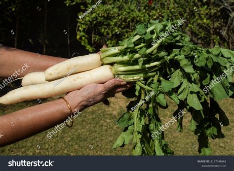446 Muli Vegetable Images Stock Photos Vectors Shutterstock
