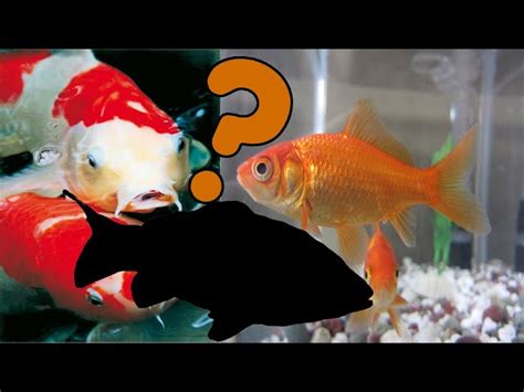 Goldfish Koimet Koigoldfish Hybrid Fish Goldfish Amazon Yardwe