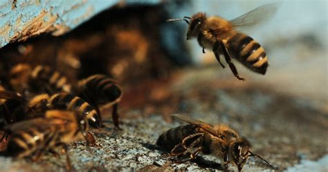 Bees Understand The Abstract Math Concept Of Zero New Study Shows