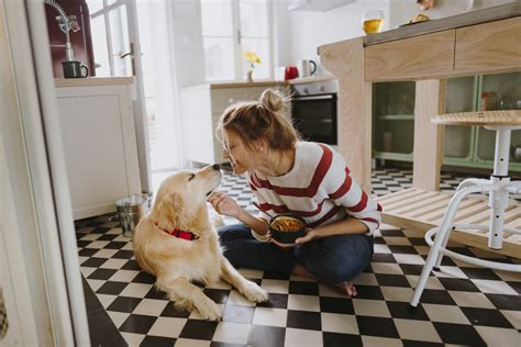 Choosing A Pet Sitter Or Boarding