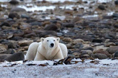 مخاوف تتجدد تجاه حيوانات مهددة بالإنقراض دراسة علمية جديدة تكشف