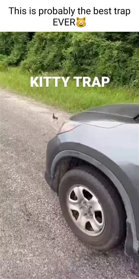 This Is Probably The Best Trap Ever Kitty Trap Ifunny