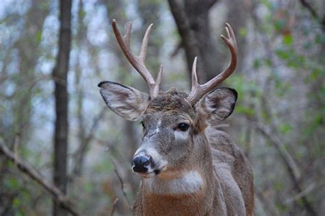Minnesota Dnr Releases First Ever Statewide Comprehensive Deer