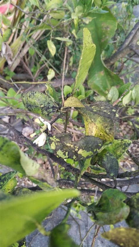 Lime Tree What Disease Looks Like A Fungus For Me Lesser Antilles