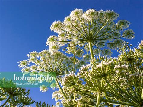Giant Cow Parsnip Heracleum Mantegazzianum Botanikfoto Picture Library Plant And Garden Giant Cow Parsnip Heracleum Mantegazzianum Botanikfoto Picture Library Plant And Garden