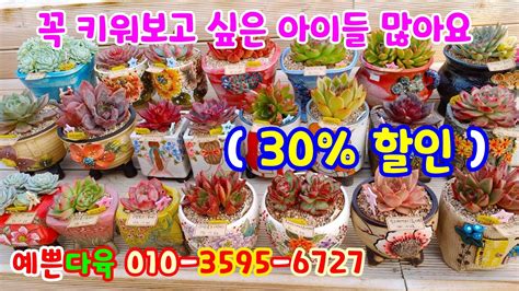 221107📍예쁜다육 핑크바니 샤넬로즈 토스카넬리 레드탄 캐라리언 솔루치아 폴리린드시아나금 레드비취 Youtube