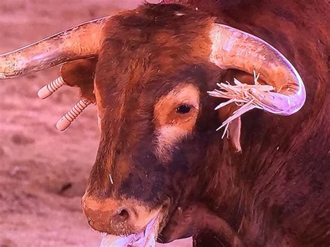 El Afeitado De Los Toros La Pandemia Silenciosa Que Envenena La