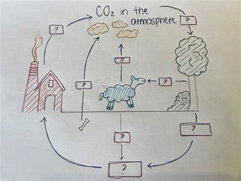 The Carbon Cycle Diagram Quizlet