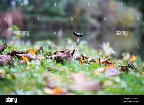 Selective Focus Of A Wild Inky Cap Mushroom In A Field With A Blurry