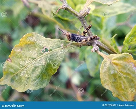 Caelifera Or Leaf Grasshoppers Are Insects That Live In Groups Often