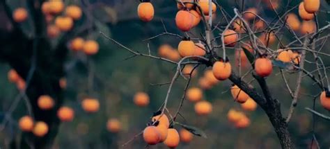 Giant Fuyu Persimmon Vs Fuyu Persimmon Unraveling The Sweet Debate