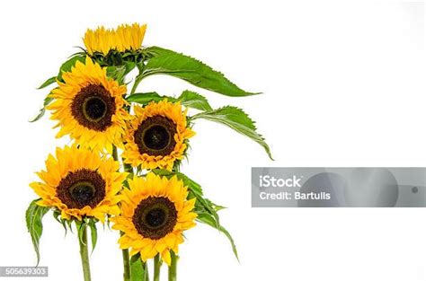 ดอกทานตะวันห้าดอกบนพื้นหลังสีขาว ภาพสต็อก ดาวน์โหลดรูปภาพตอนนี้ กลางแจ้ง การตั้งค่า กลีบ