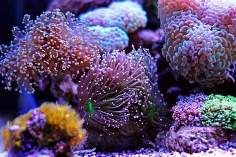 Frogspawn Coral Care Guide Placement Feeding And Care Tips