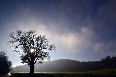 Free Picture Tree Sky Dawn Sunset Sun Nature Landscape Atmosphere