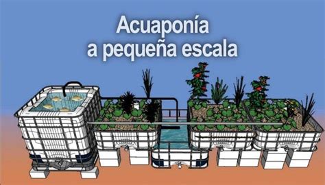 Producción De Alimentos En Acuaponía A Pequeña Escala Agroproyectos Aquaponics Aquaponics