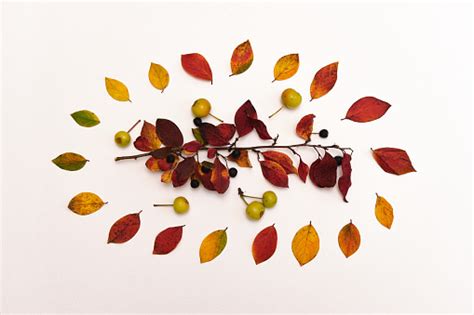 白い背景に葉を持つ秋のカラフルな葉と木の枝とリンゴ お祝いのストックフォトや画像を多数ご用意 お祝い オレンジ色 カットアウト