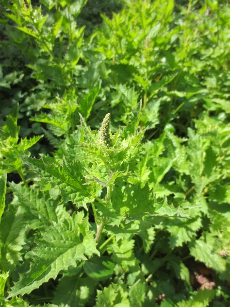 Chenopodium Californicum California Goosefoot Larner Seeds