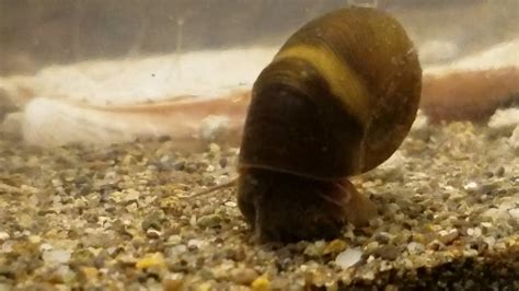 Planetary Rotation Raquarium