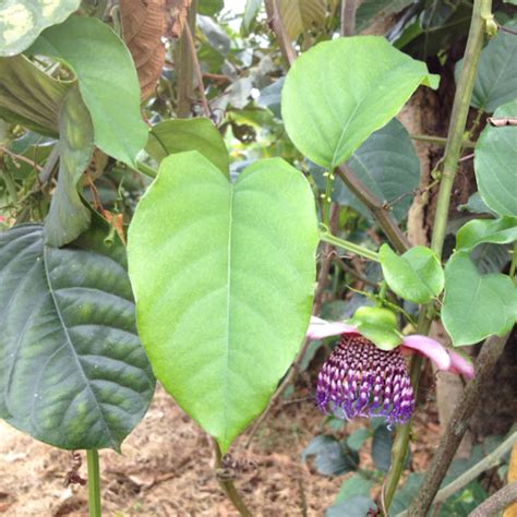 Passiflora Maracuya Project Noah