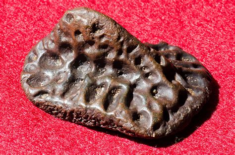 Alligator Scute Fossil Photograph By Millard H Sharp Pixels