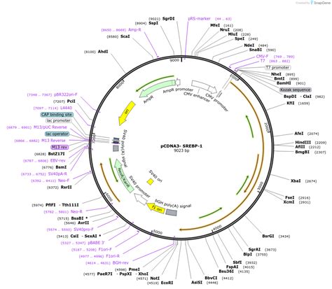 Addgene Pcdna3 Srebp 1
