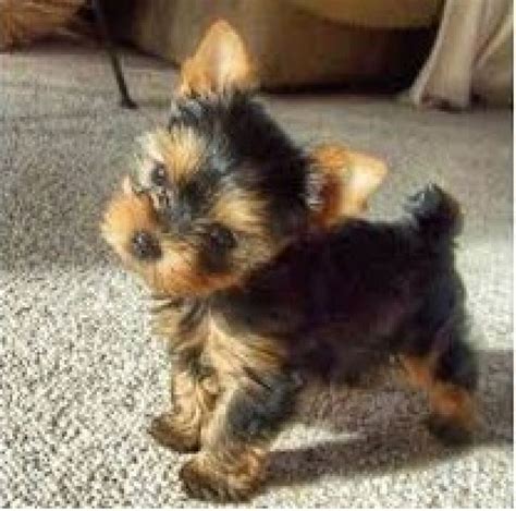 Yorkshire Terrier Pocket