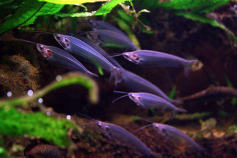 Kryptopterus Minor Acuario Adictos