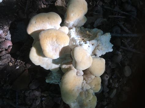 Berkeley S Polypore How To Identify It Picture Mushroom
