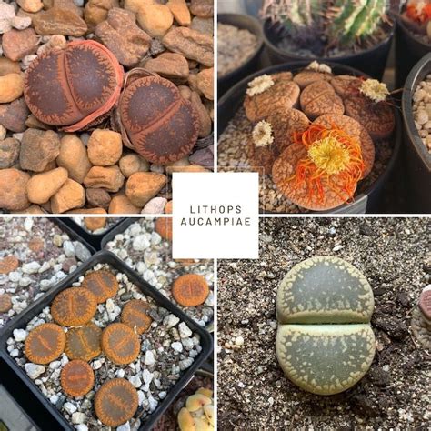 My Complete Conophytum Identification Guide Plant Succulents