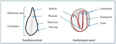 Seed Structure Types Development Germination Dispersal