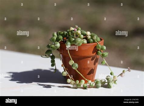 Green Indoor Plant Senecio Rowleyanus Variegata String Of Pearl Stock Photo Alamy