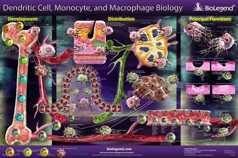 Cell Model And Structure Of The Endoplasmic Reticulum Artofit